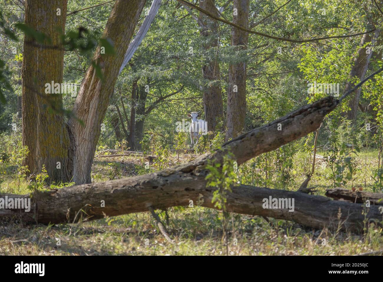 Tataru Island, Chilia Branch Dan, Ukraine, Eastern Europe. 26th Mar ...