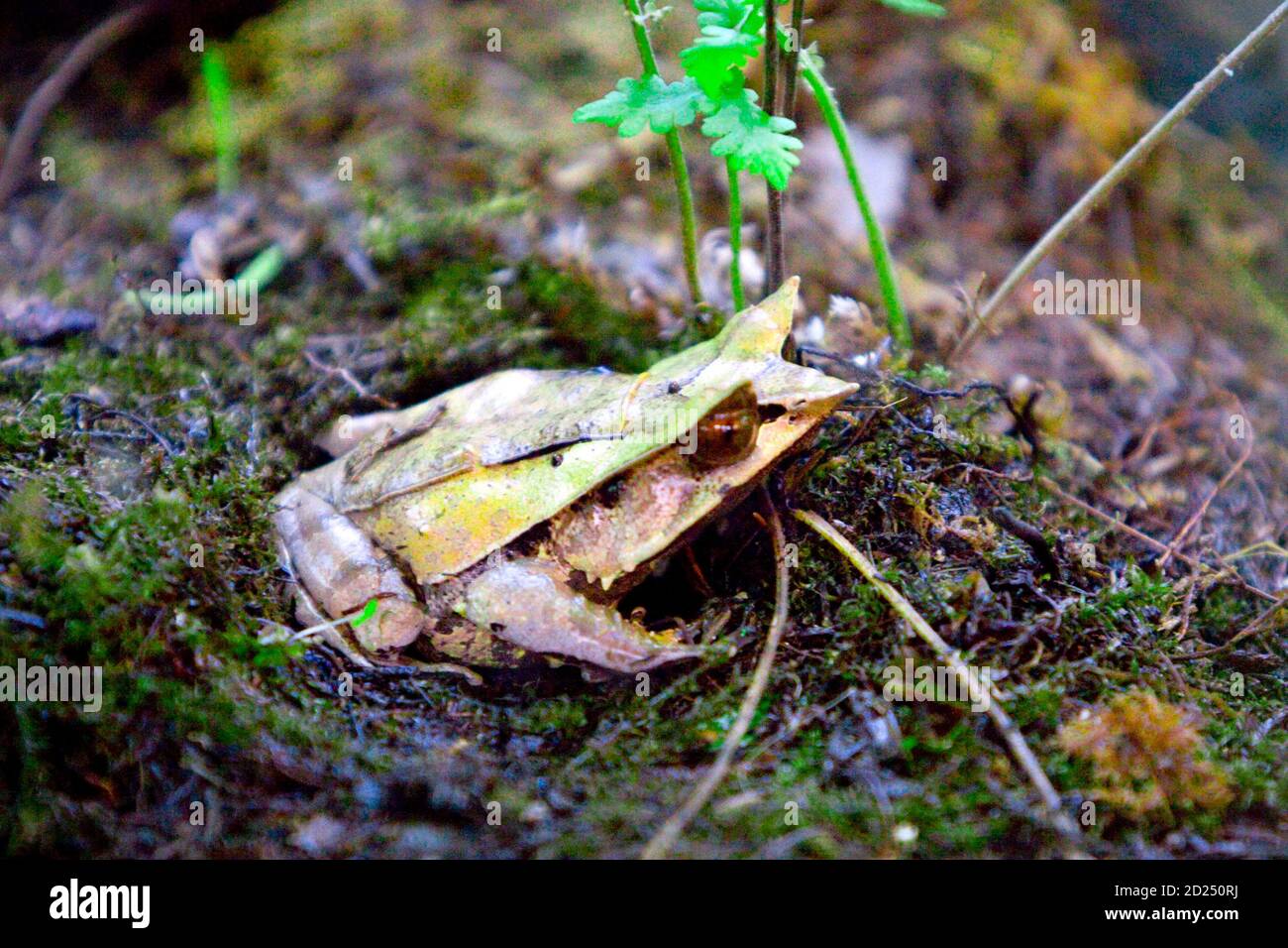 Colombian Horned Frog High Resolution Stock Photography and Images - Alamy