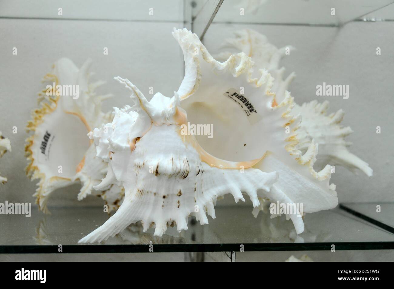 Fijian shell hi-res stock photography and images - Alamy