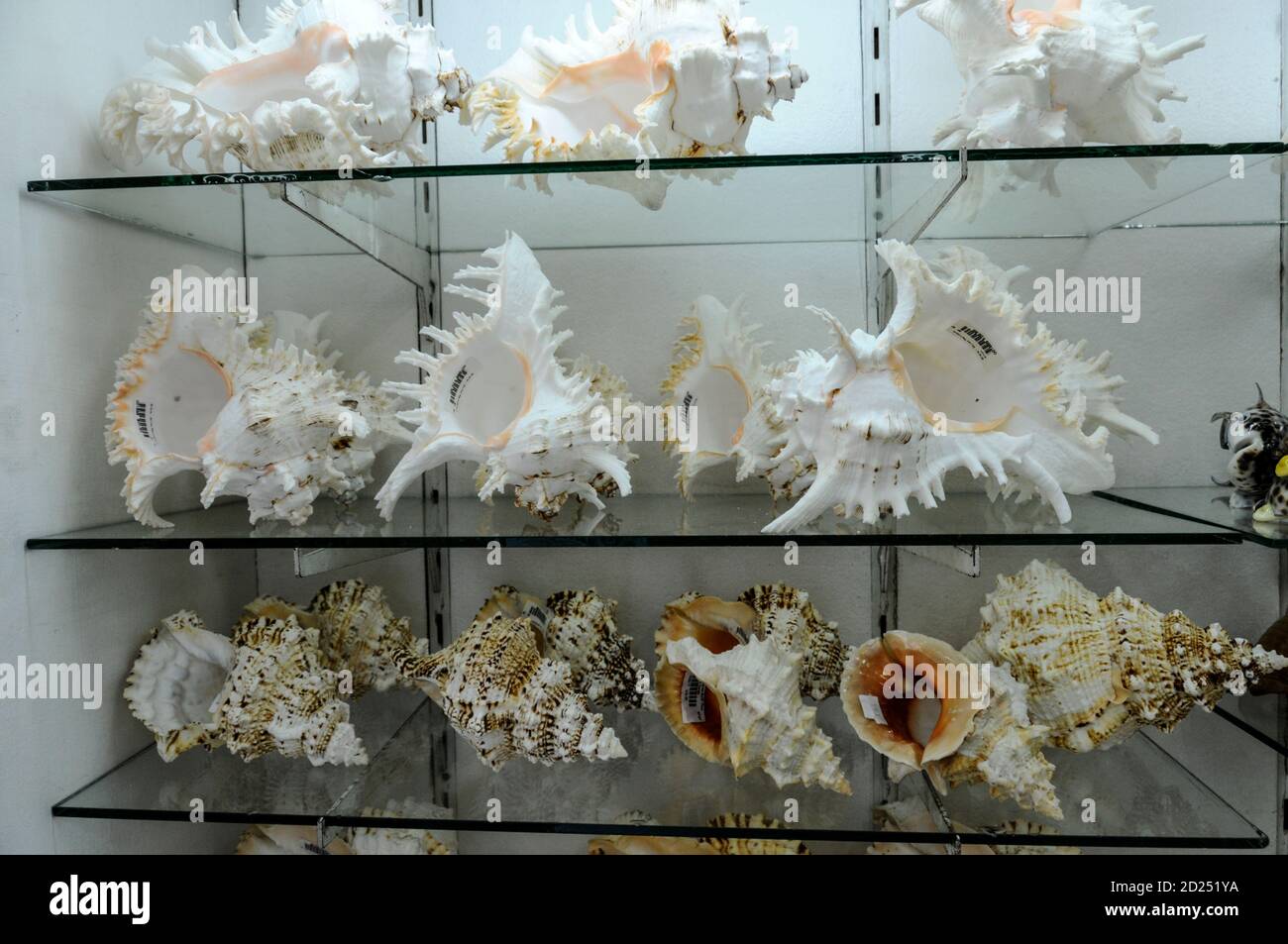 Fijian shell hi-res stock photography and images - Alamy