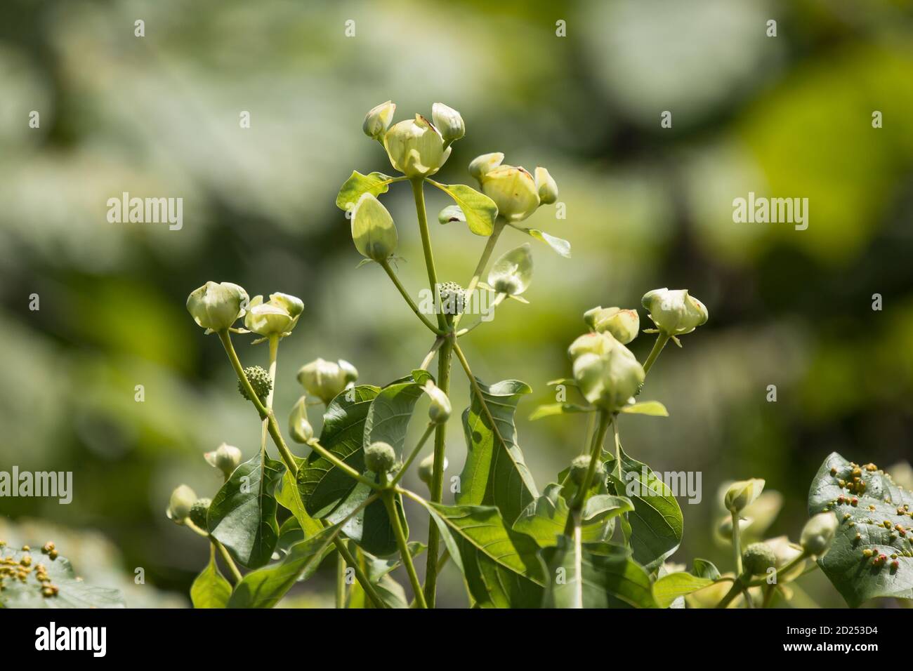 Close up Green flower of teak tree with green leaf Stock Photo - Alamy
