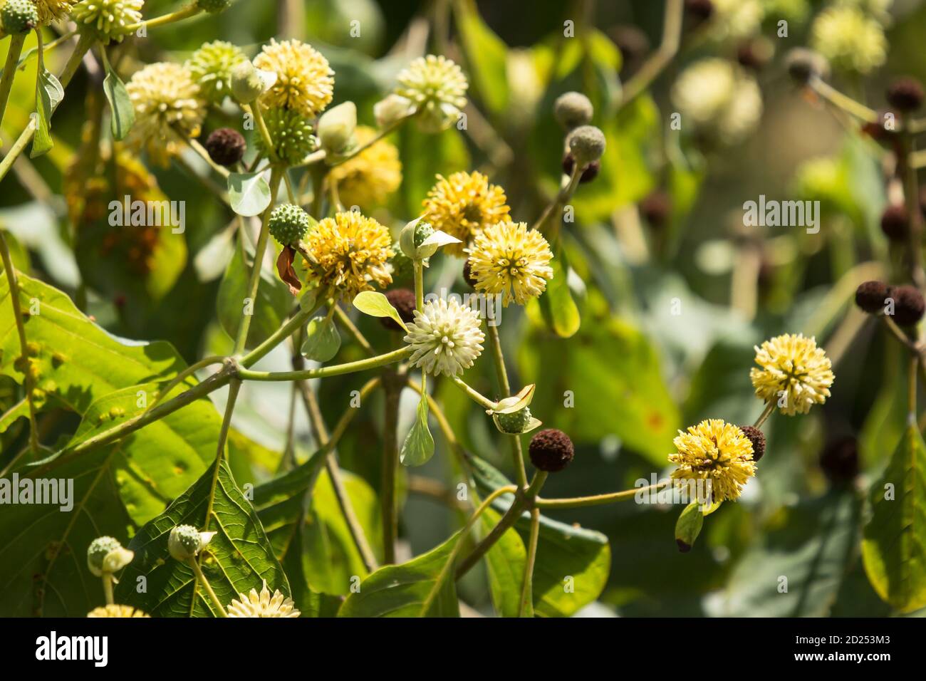 Close up Green flower of teak tree with green leaf Stock Photo - Alamy