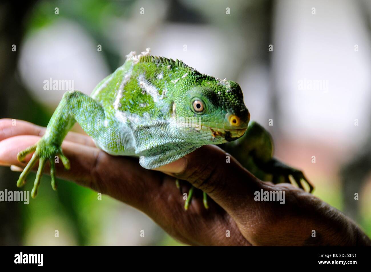 A rare Fiji crested iguana at the world's only captive breeding centre ...