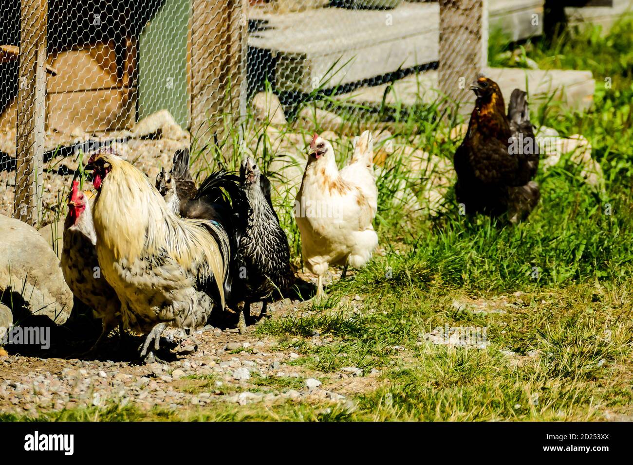 hen and chickens, in Sweden Scandinavia North Europe Stock Photo - Alamy