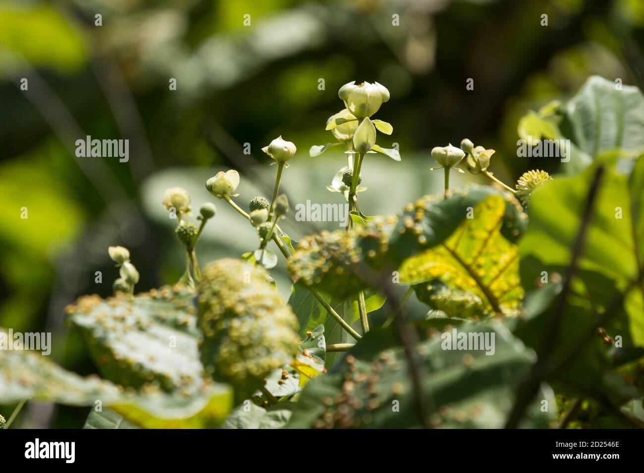 Close up Green flower of teak tree with green leaf Stock Photo - Alamy