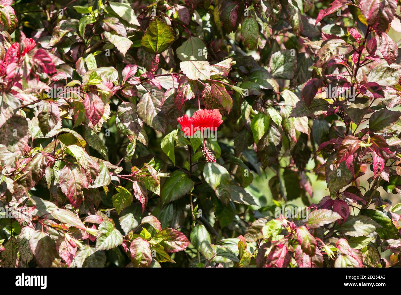Close up Pollen of red Hibiscus rosa-sinensis or Cooperi with green ...
