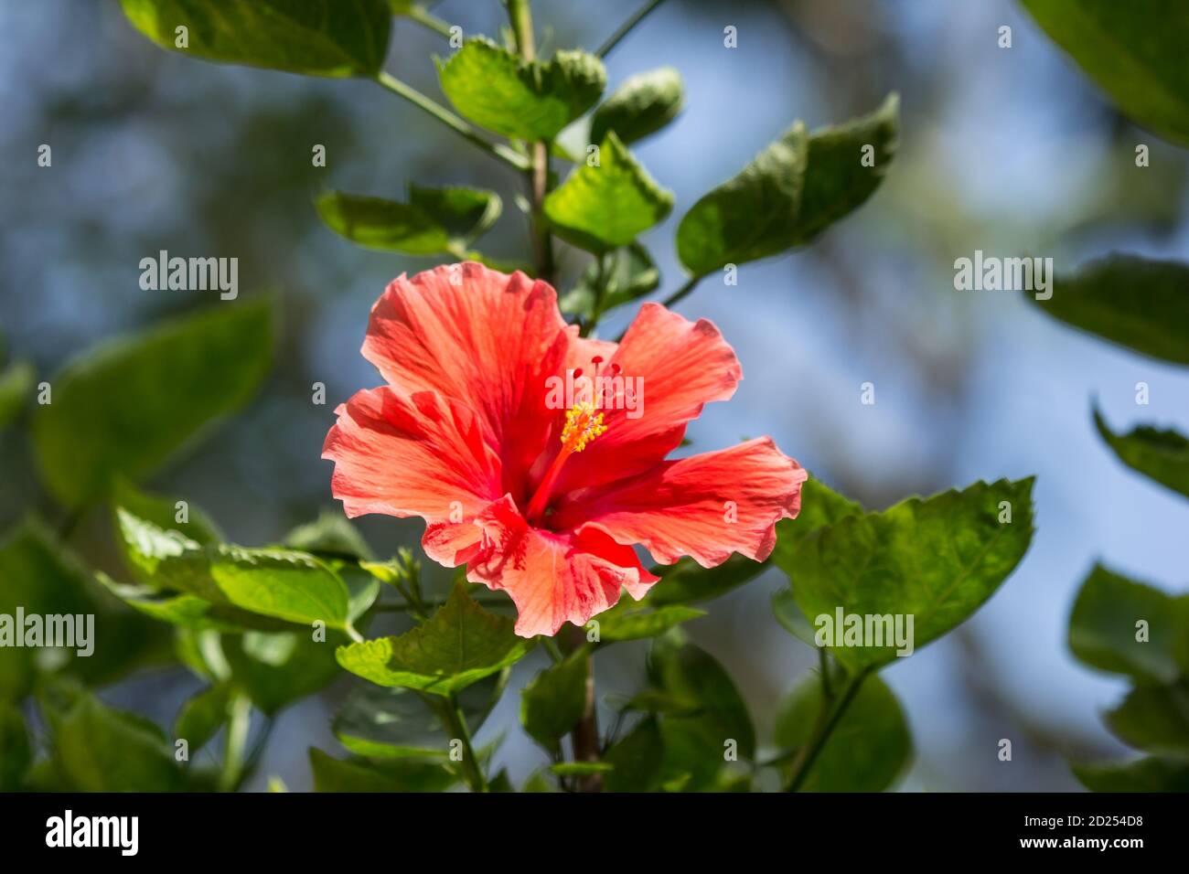 Close up Pollen of red Hibiscus rosa-sinensis or Cooperi with green ...
