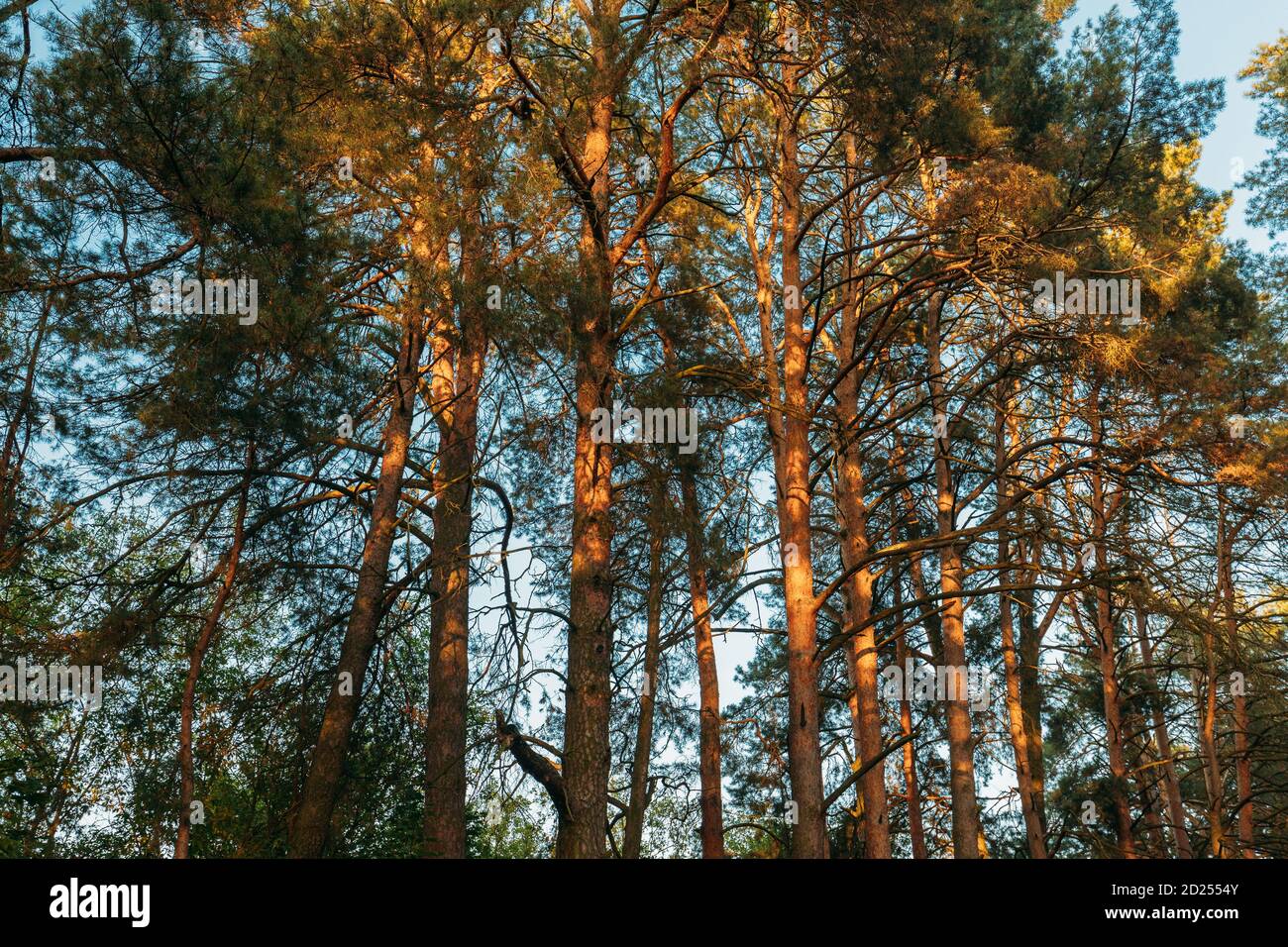 Canopy Of Tall Pine Trees. Upper Branches Of Woods In Coniferous Forest ...
