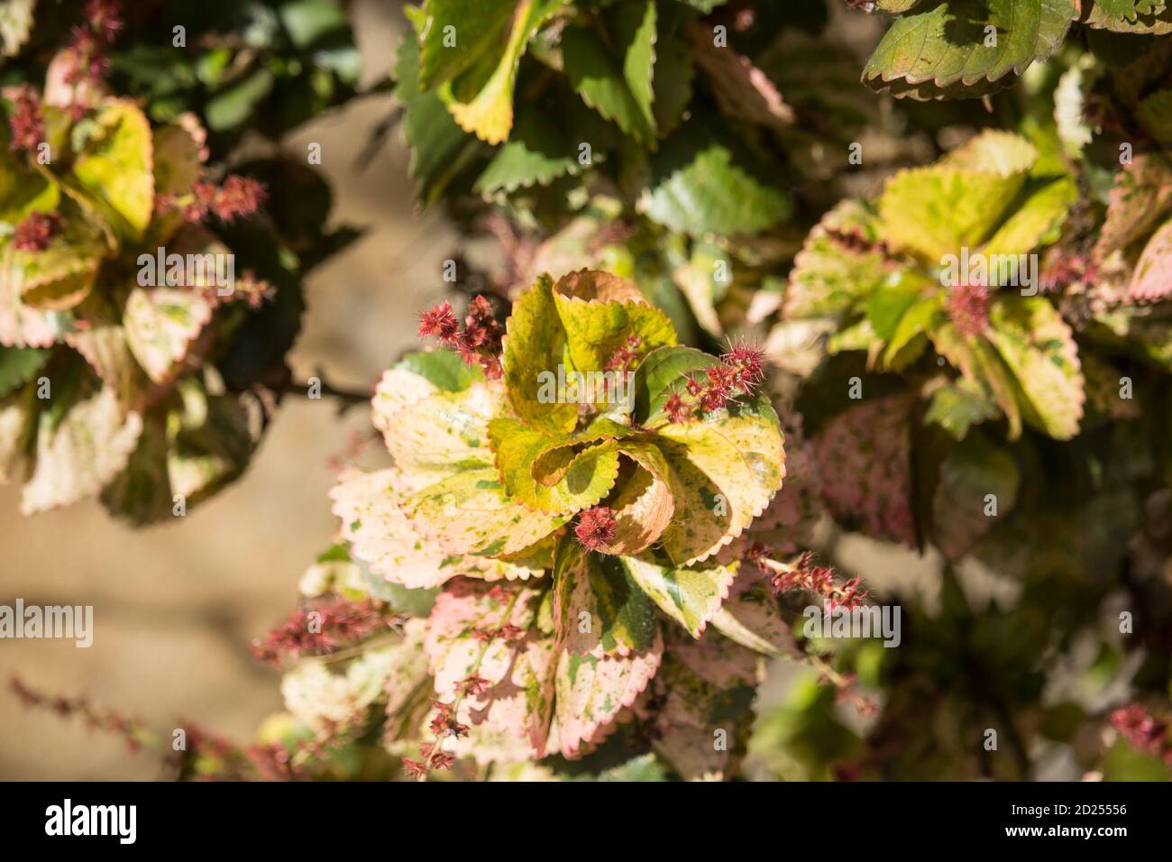 Close up Red Leaf of croton tree Stock Photo - Alamy