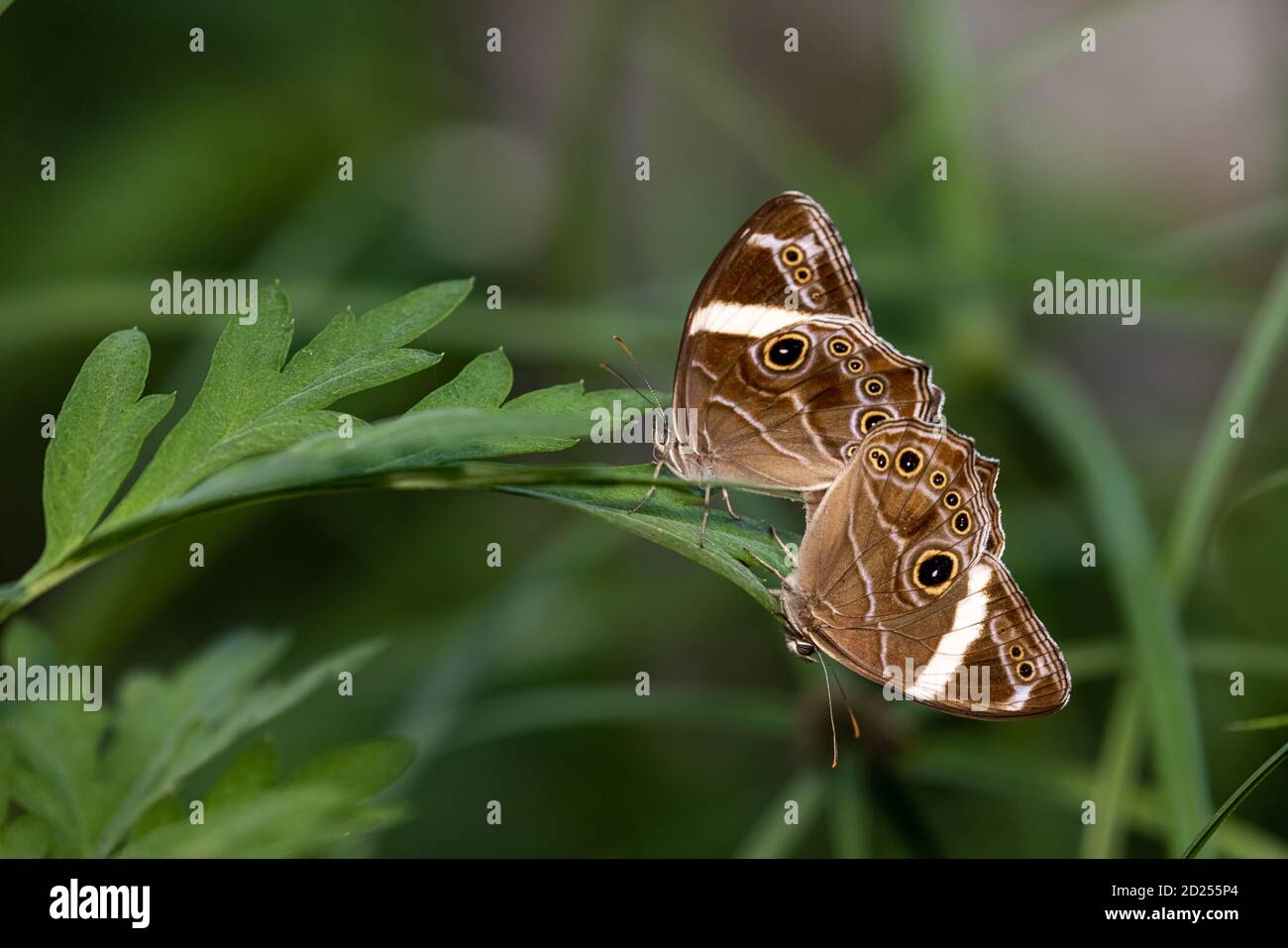 Banded Tree Brown butterfly mating Stock Photo - Alamy