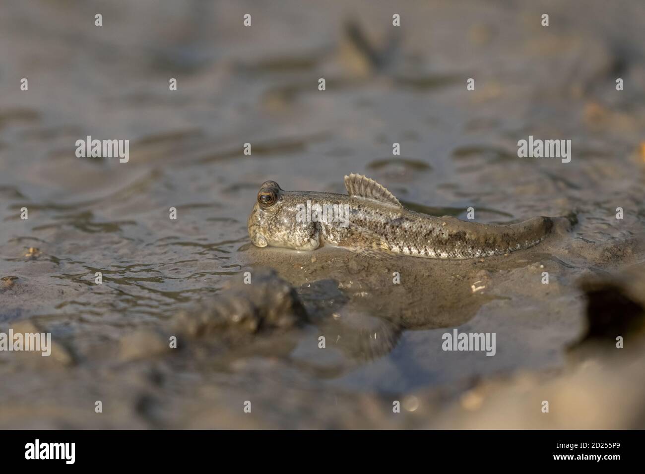 Mudskipper on Mud Flat Stock Photo - Alamy
