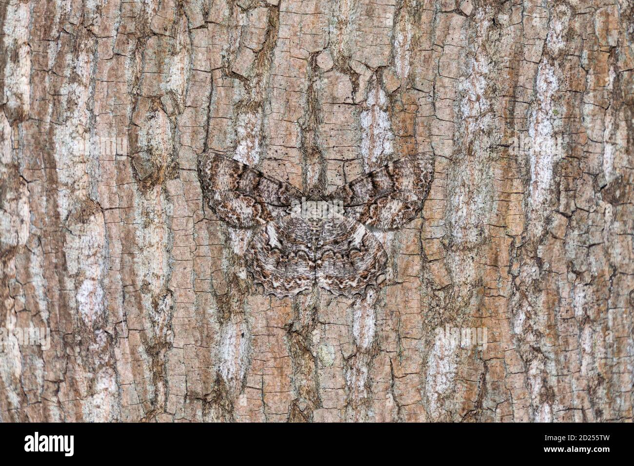 Moth camouflage tree hi-res stock photography and images - Alamy