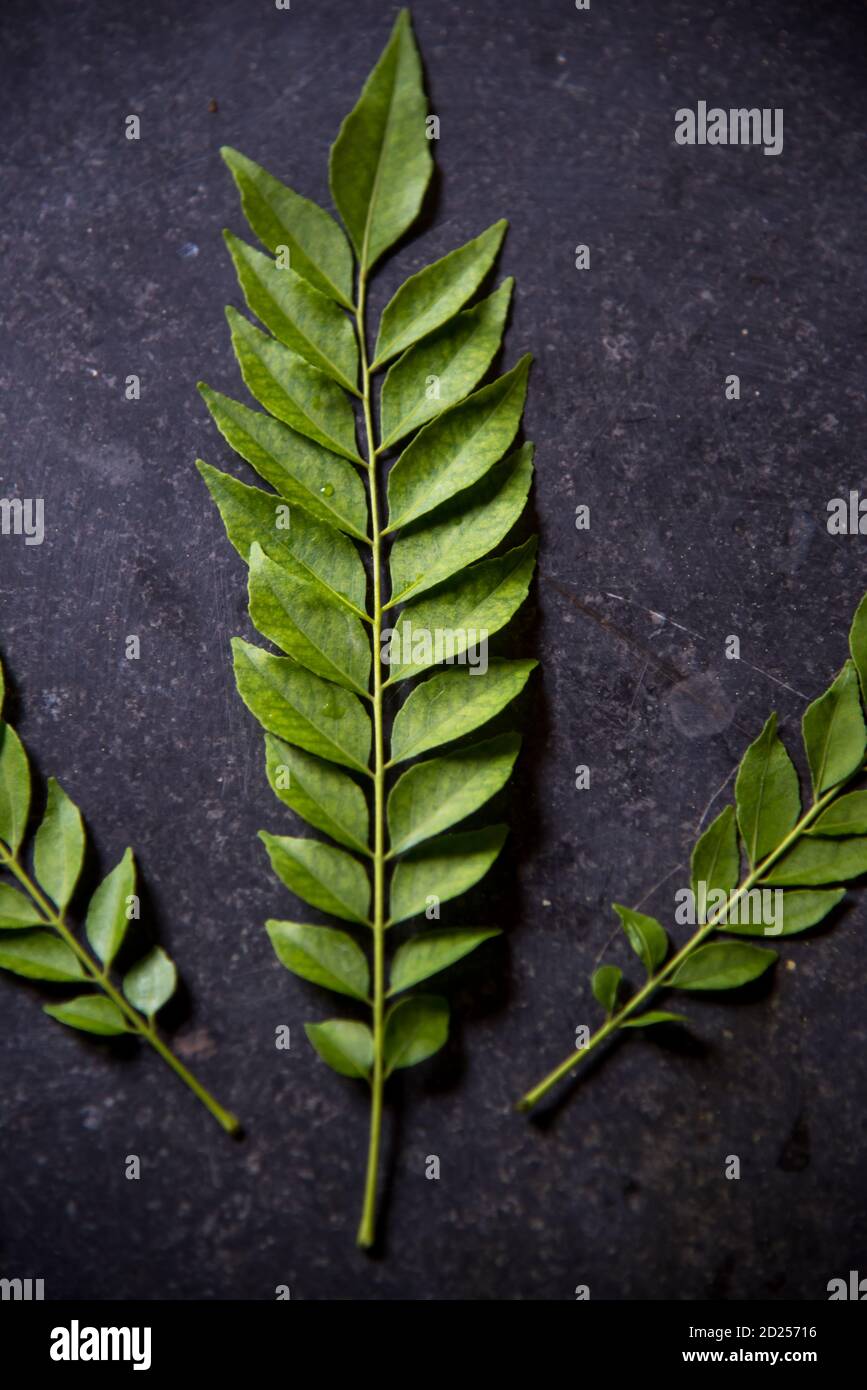 Green curry leaves hi-res stock photography and images - Alamy
