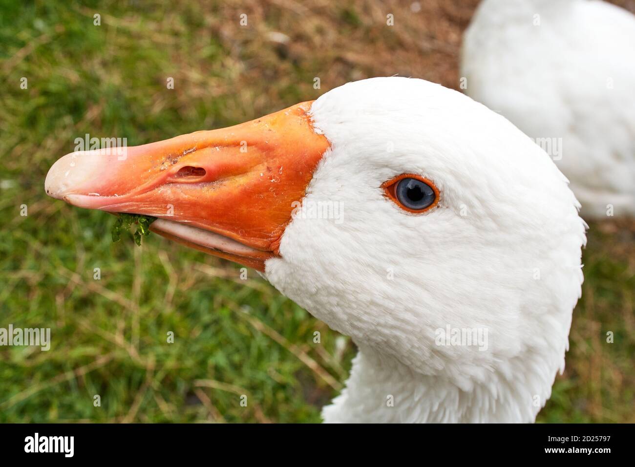 White domestic goose, close-up of head Stock Photo - Alamy