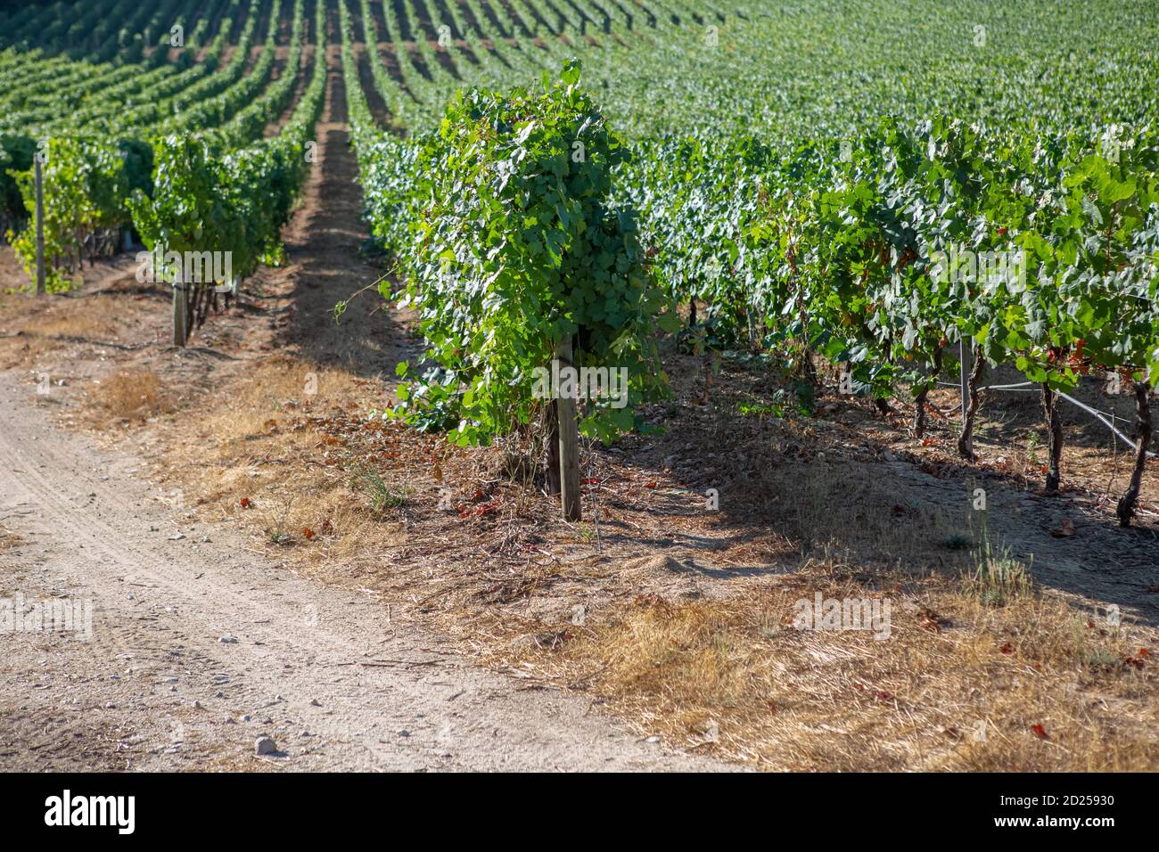 View of a farm, agricultural fields with vineyards, typically ...