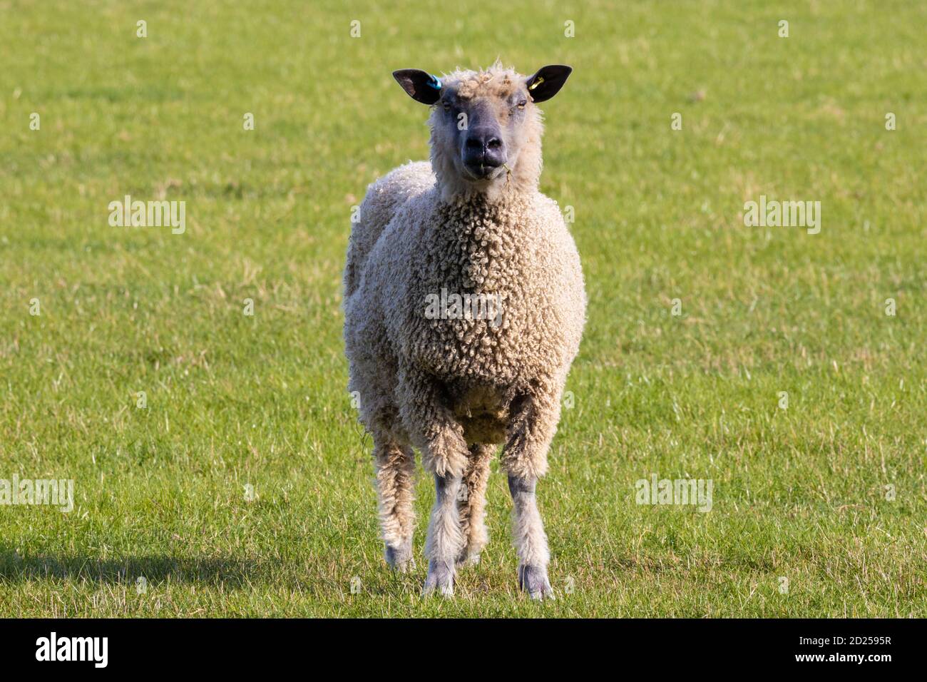 Staring Sheep High Resolution Stock Photography and Images - Alamy