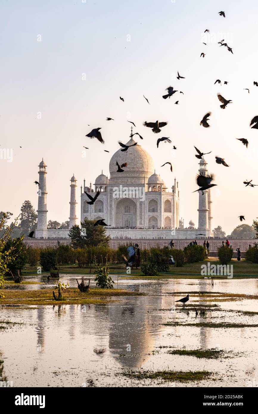 Birds flying in front of The Taj Mahal Stock Photo - Alamy