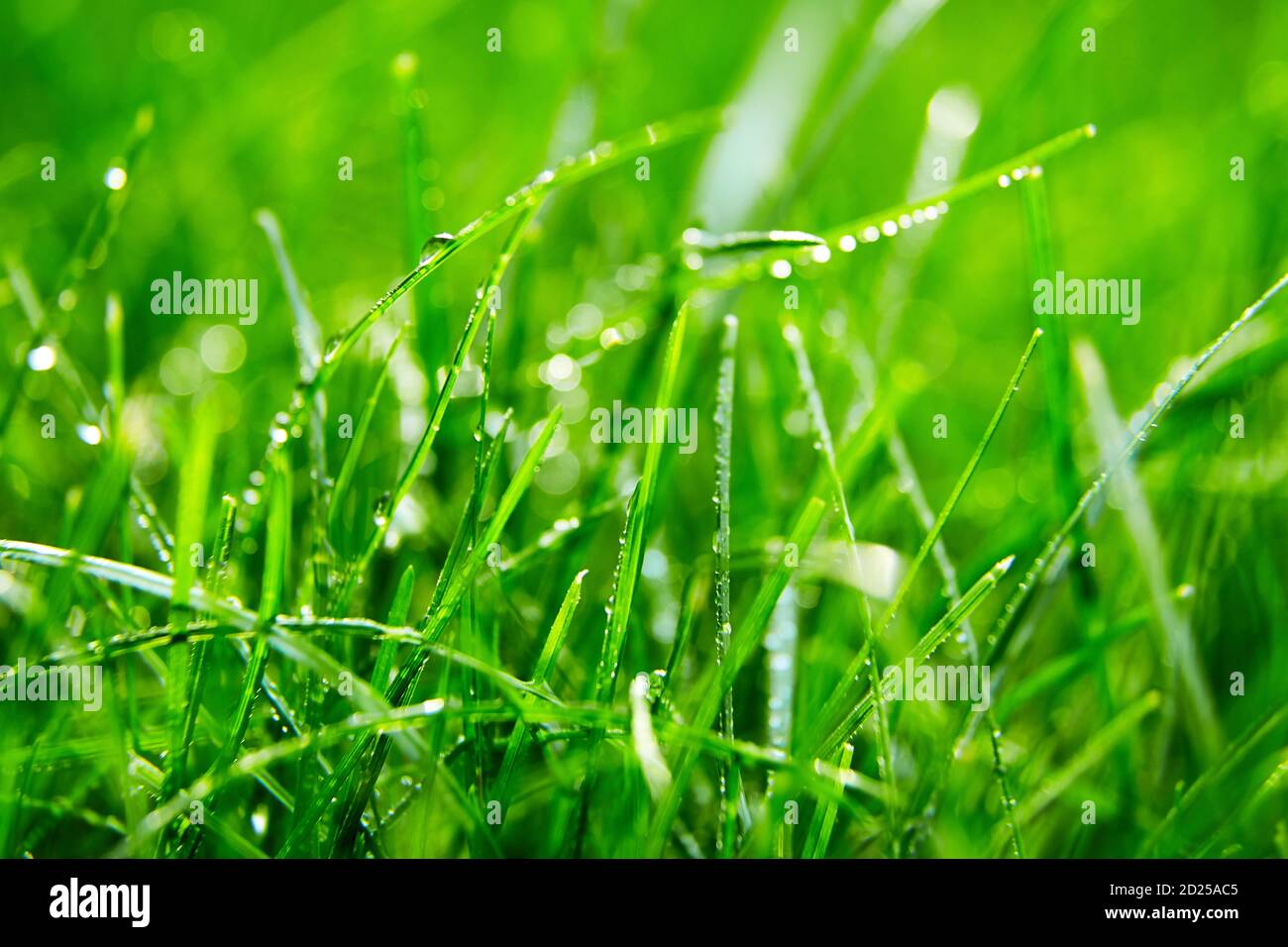 Water Drop On Grass