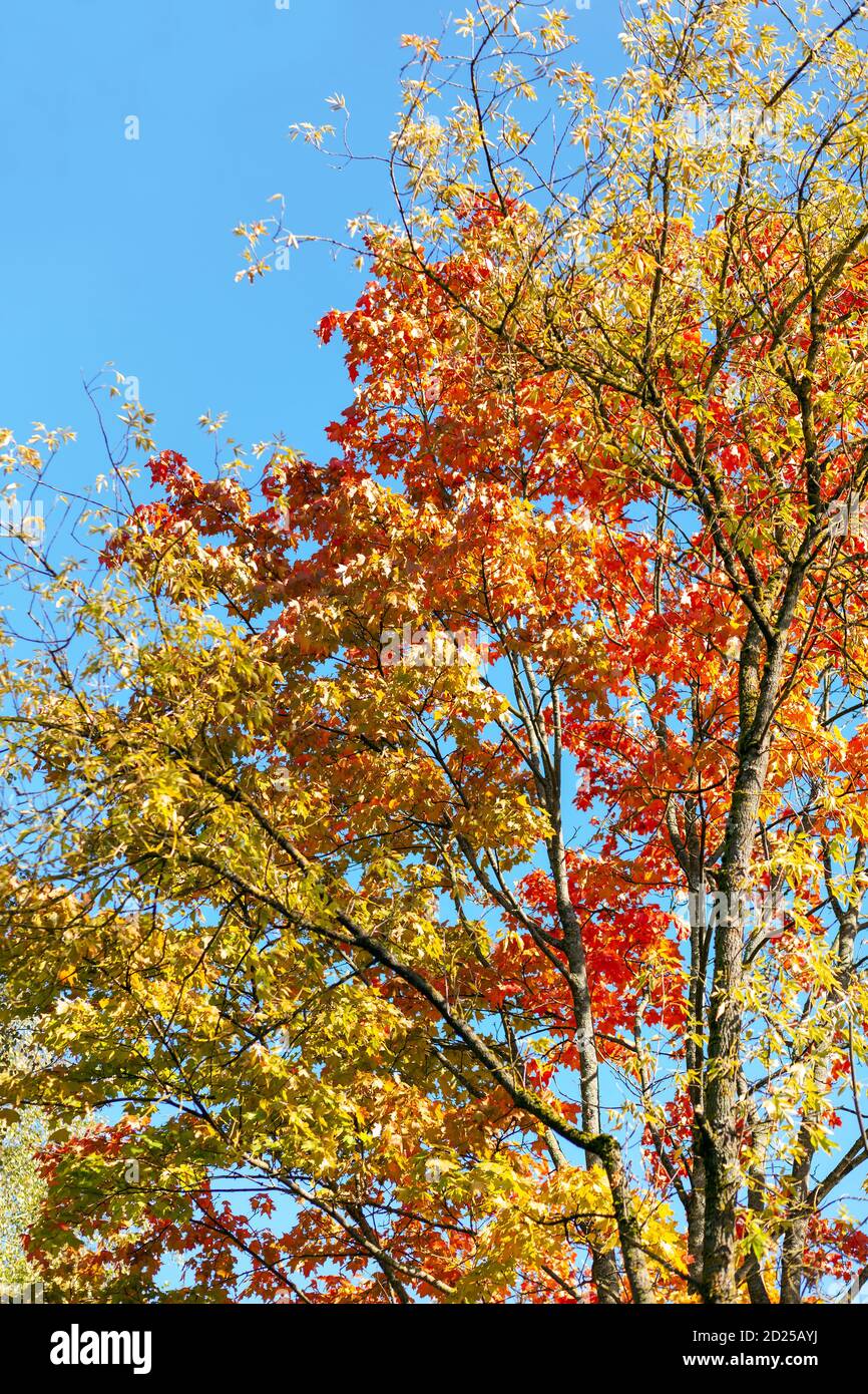 Indian tree leaves hi-res stock photography and images - Alamy