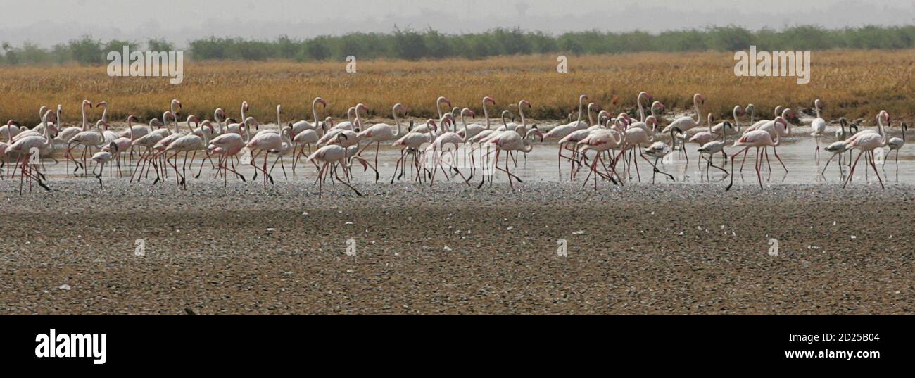 West Indian Flamingos High Resolution Stock Photography and Images - Alamy