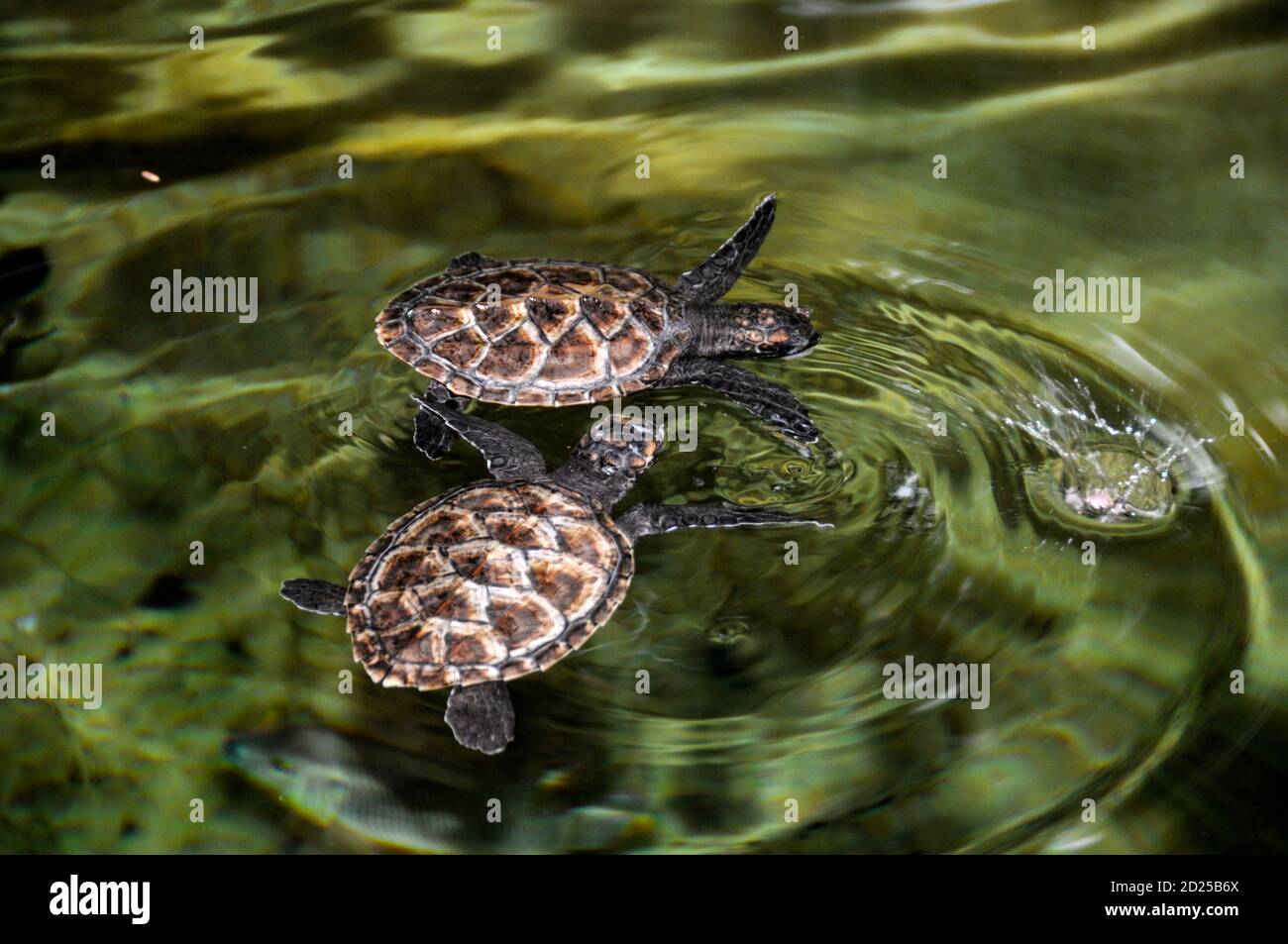 Baby Hawksbill sea turtles at Kula Eco Park in Sigatoka on the main ...