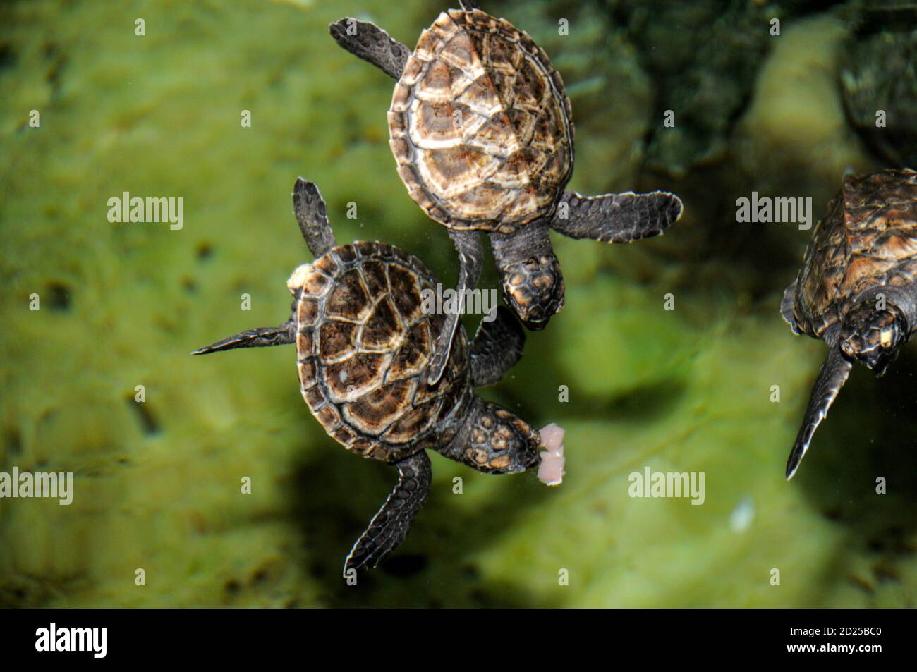 Turtle island fiji hi-res stock photography and images - Alamy