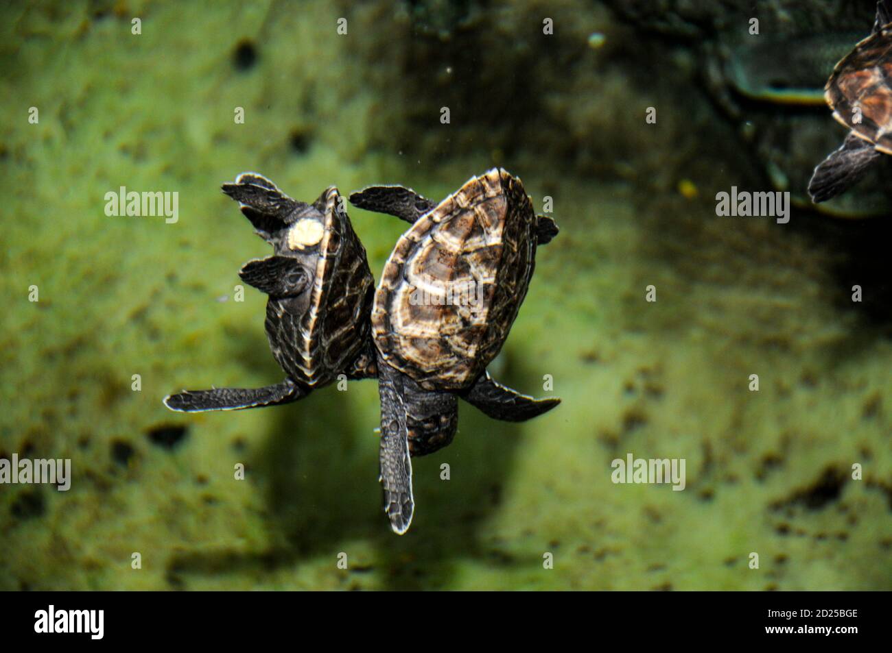 Hawksbill sea turtles hi-res stock photography and images - Alamy