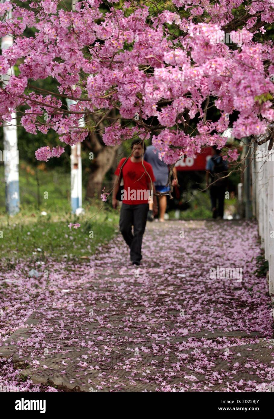 National Flower Of Paraguay High Resolution Stock Photography and ...