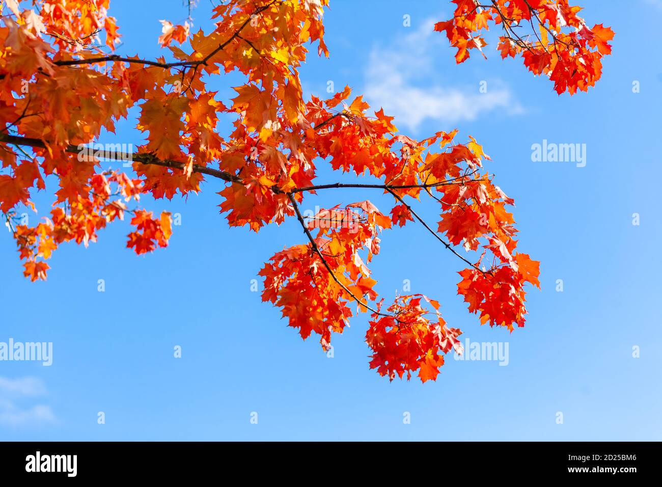 Indian tree leaves hi-res stock photography and images - Alamy