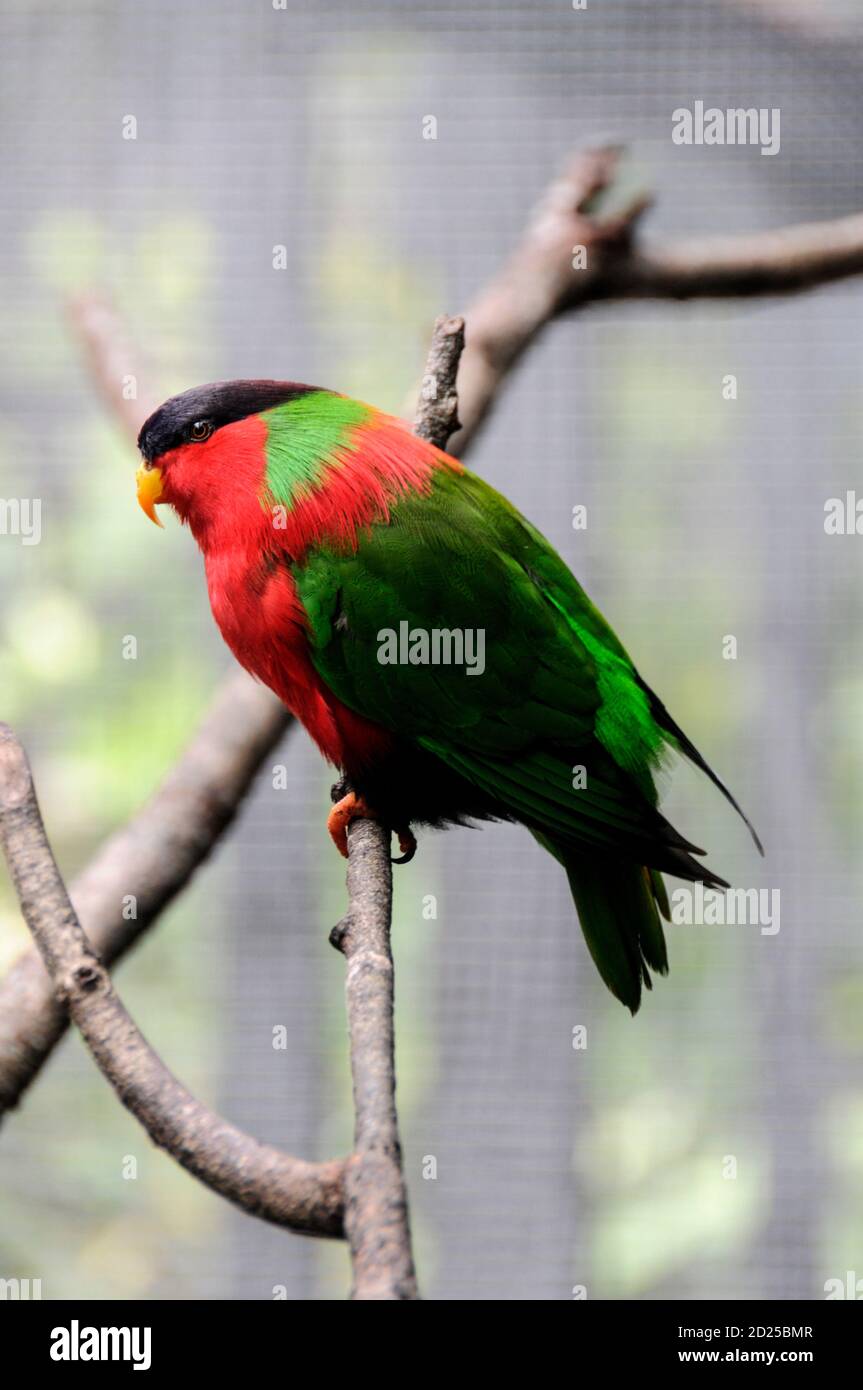 A Kula Collared Lory parrot common in Fiji at Kula Eco Park, Sigatoka ...