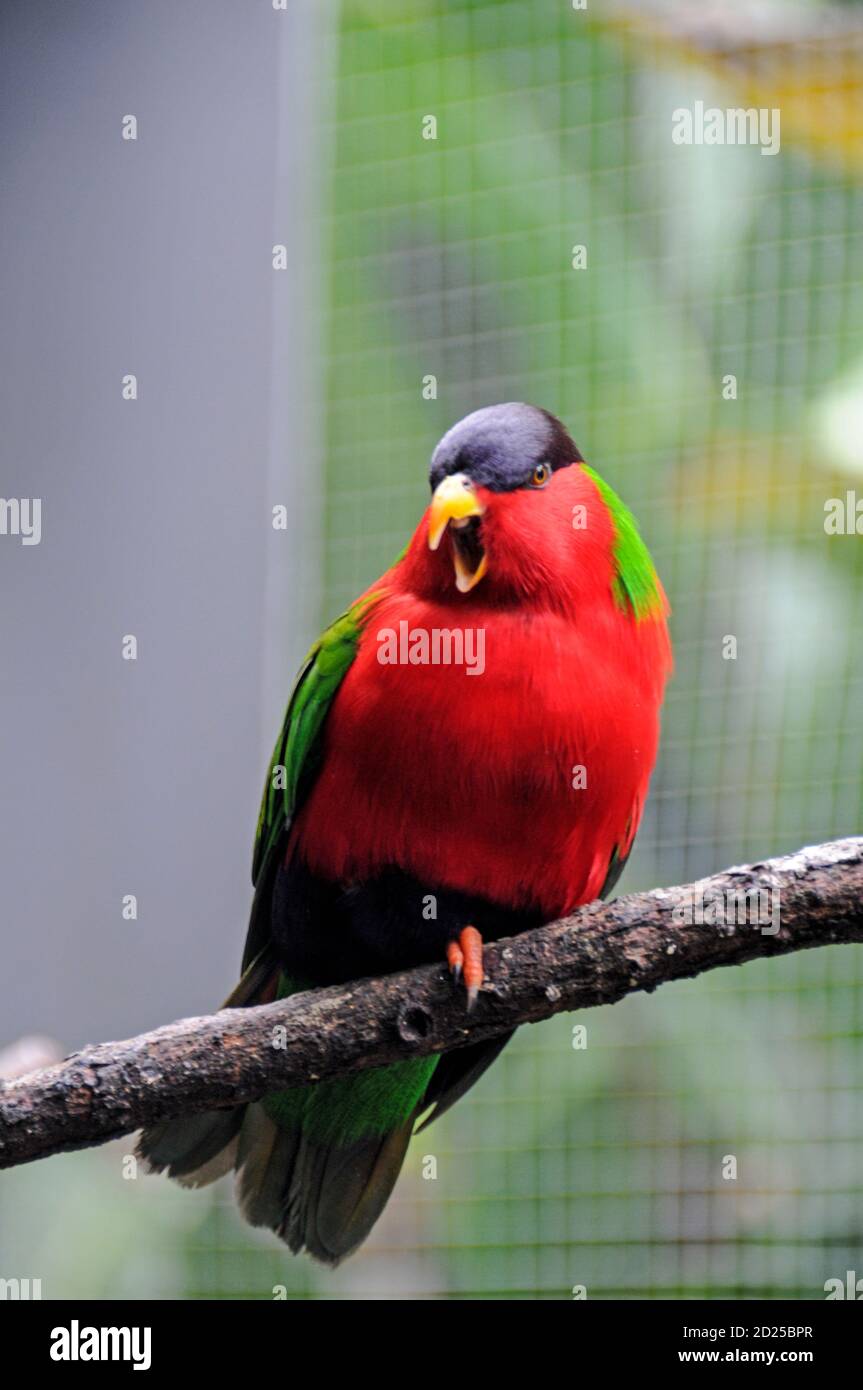 A Kula Collared Lory parrot common in Fiji at Kula Eco Park, Sigatoka ...