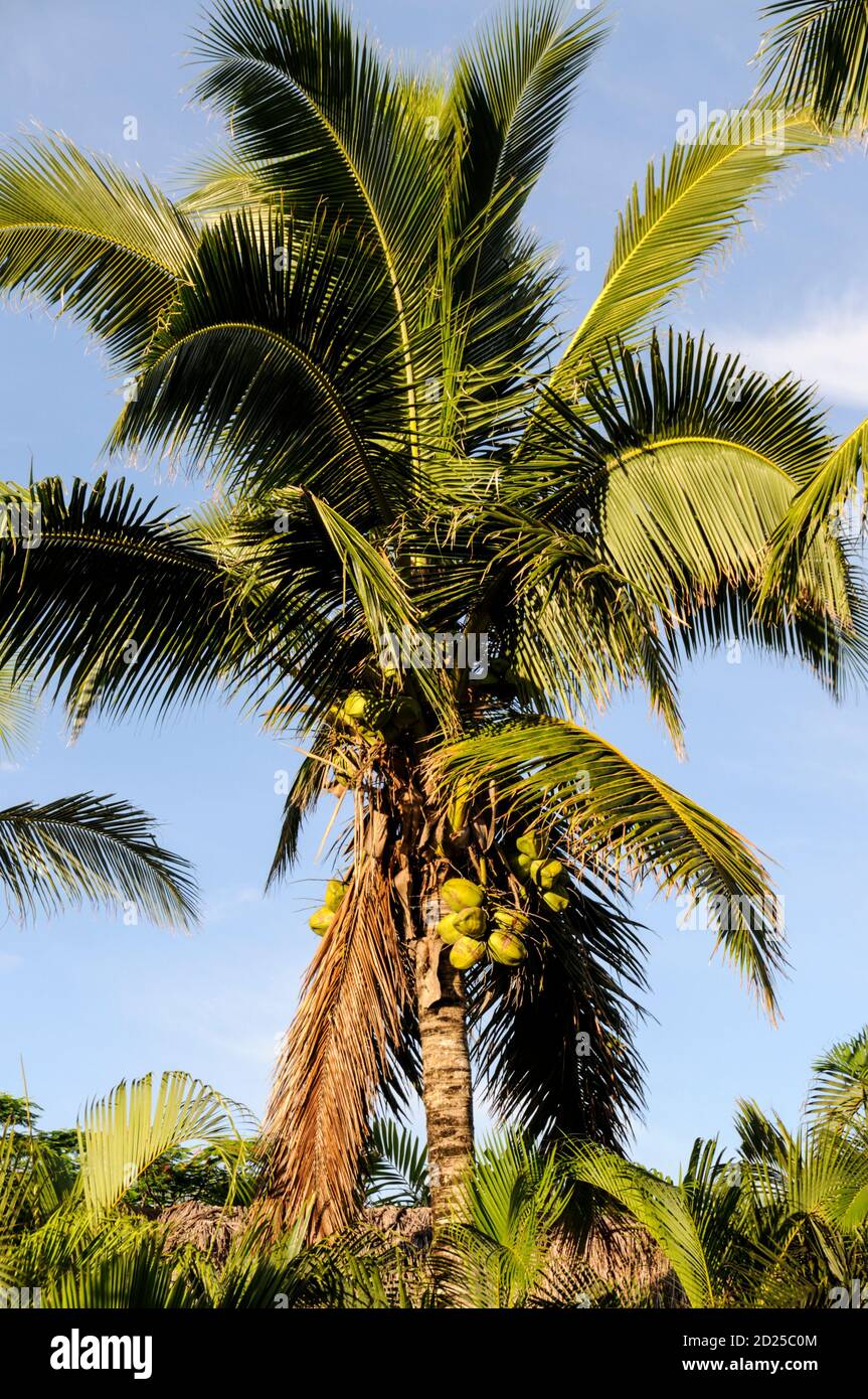 Coconut trees in Fiji in the South Pacific Stock Photo - Alamy
