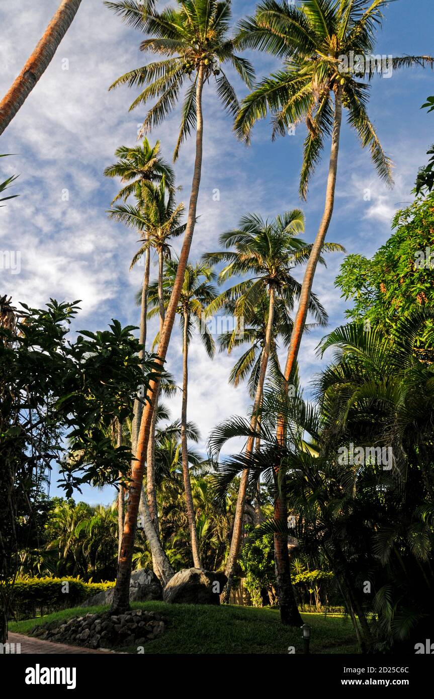 Coconut trees in Fiji in the South Pacific Stock Photo - Alamy
