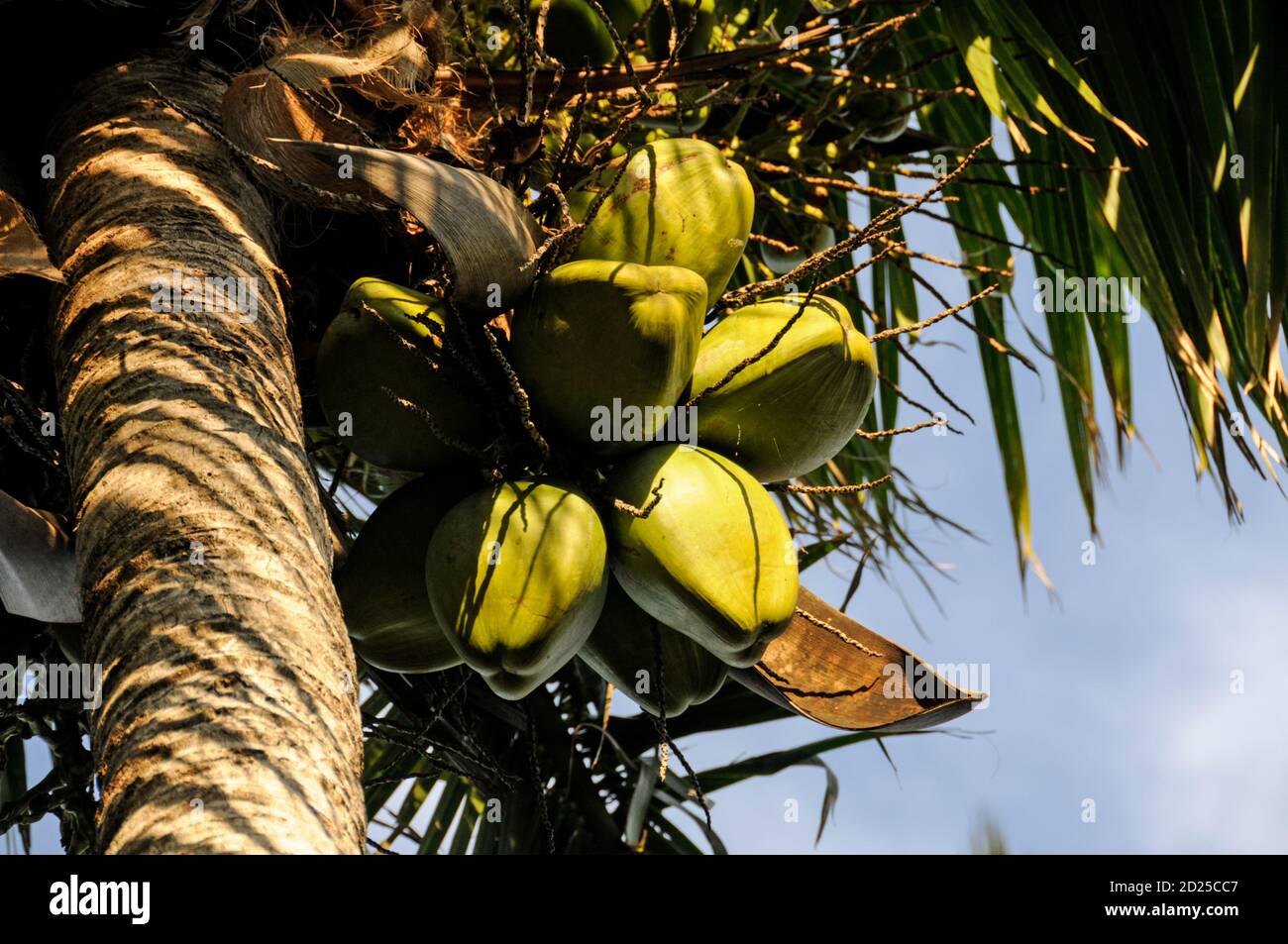 A palm tree bearing ripe Coconuts on Viti Levu in Fiji in the South ...