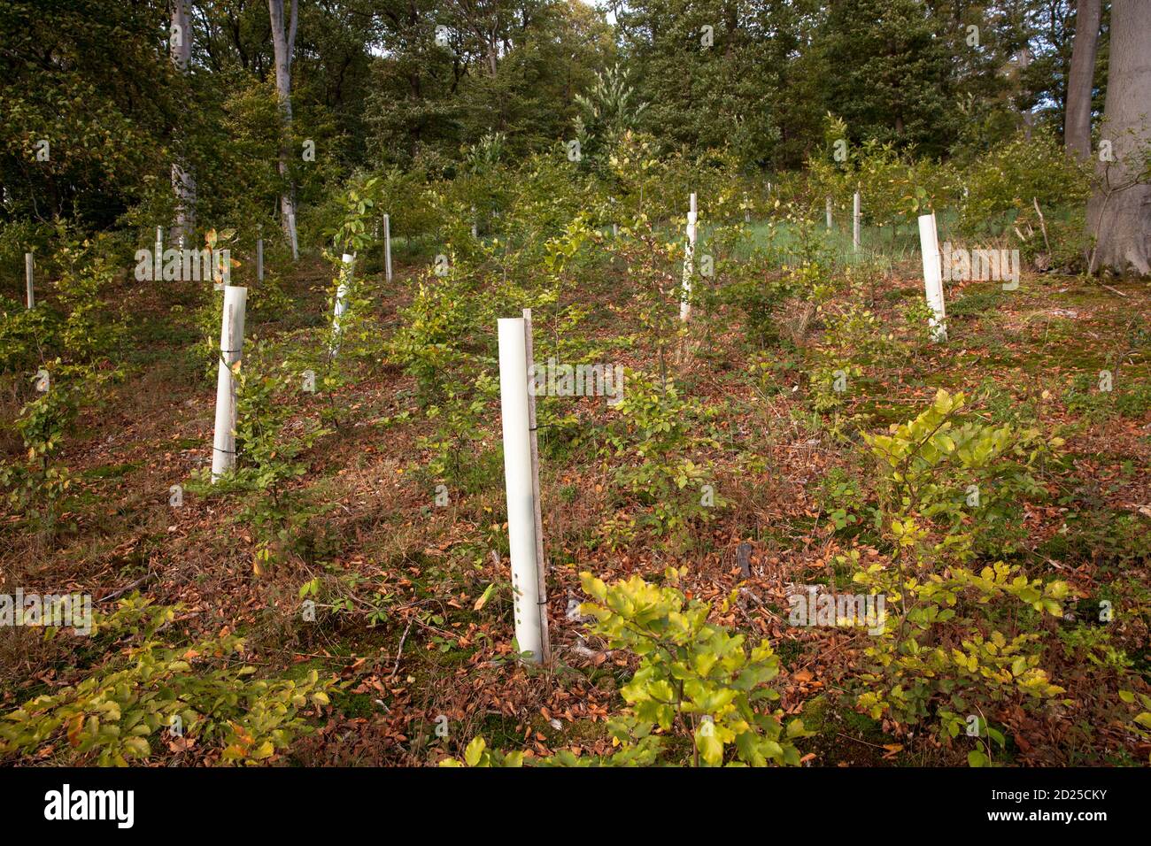 Tree seedlings hi-res stock photography and images - Alamy