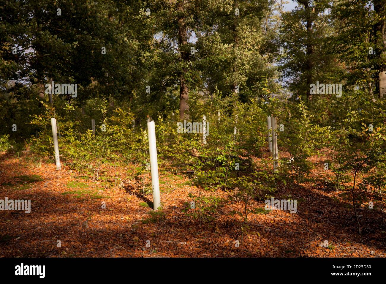Anpflanzung wald hi-res stock photography and images - Alamy