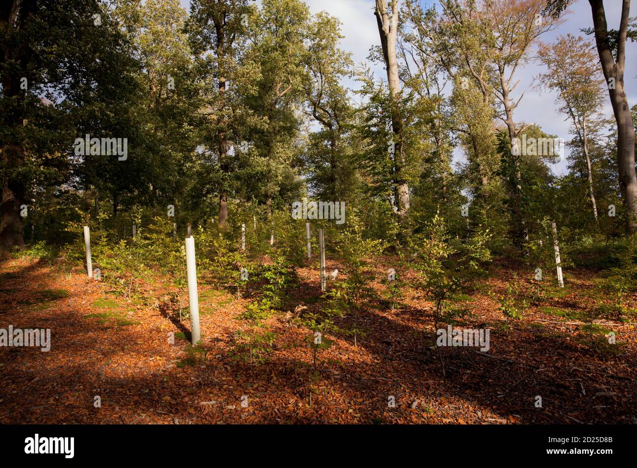 Reforestation area hi-res stock photography and images - Alamy