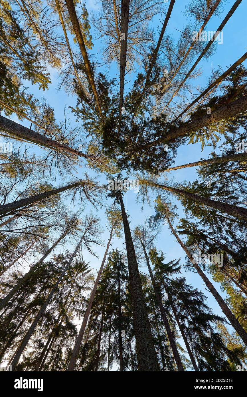 Tree pine black color hi-res stock photography and images - Alamy