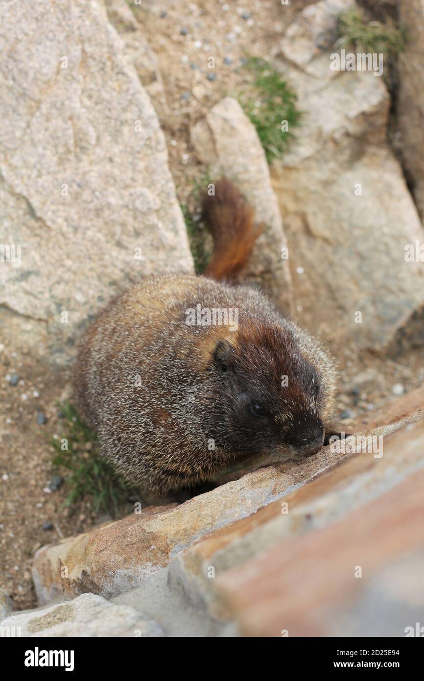 A marmot at Rocky Mountain National Park in Colorado, USA Stock Photo ...