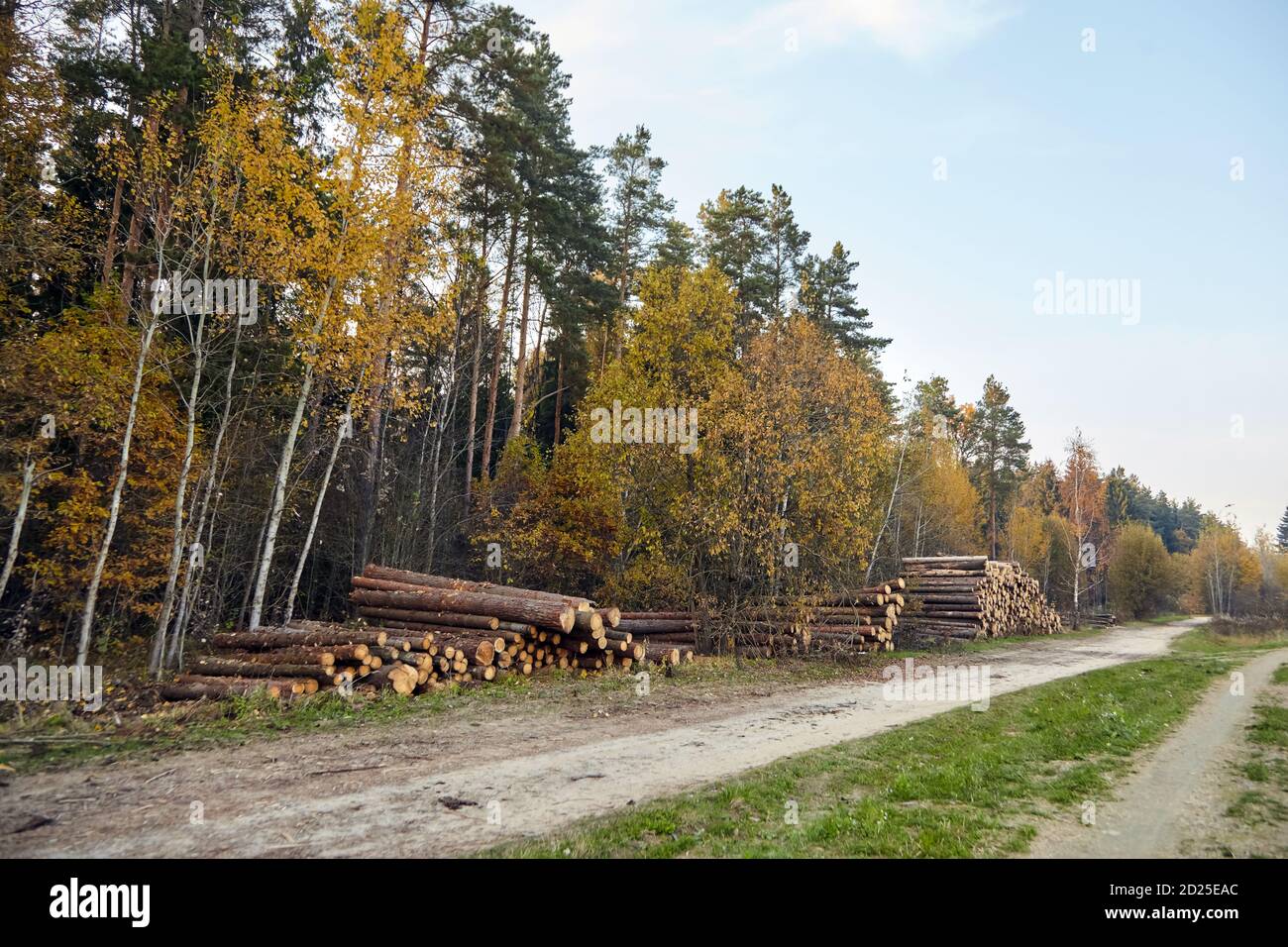 Tree felling. Deforestation. Logging сoniferous trees. Wood is a ...