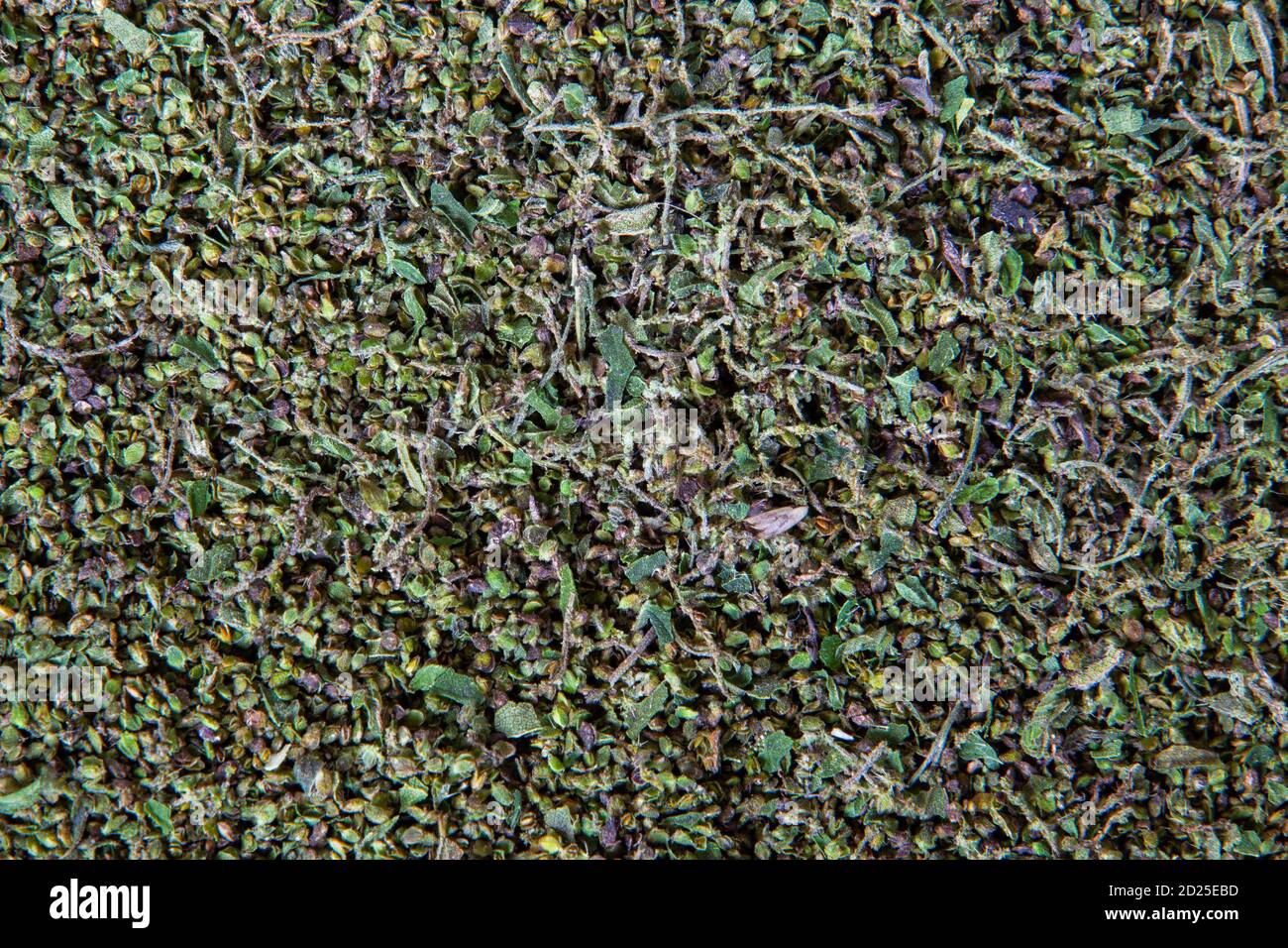 Stinging nettle seeds texture for natural background Stock Photo - Alamy