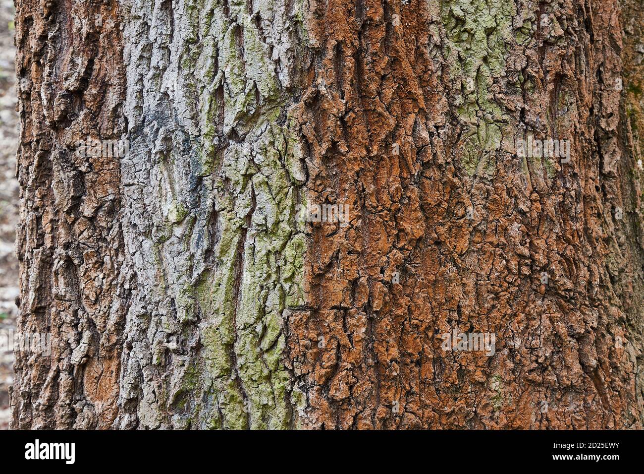 Tree trunk in a forest Stock Photo - Alamy