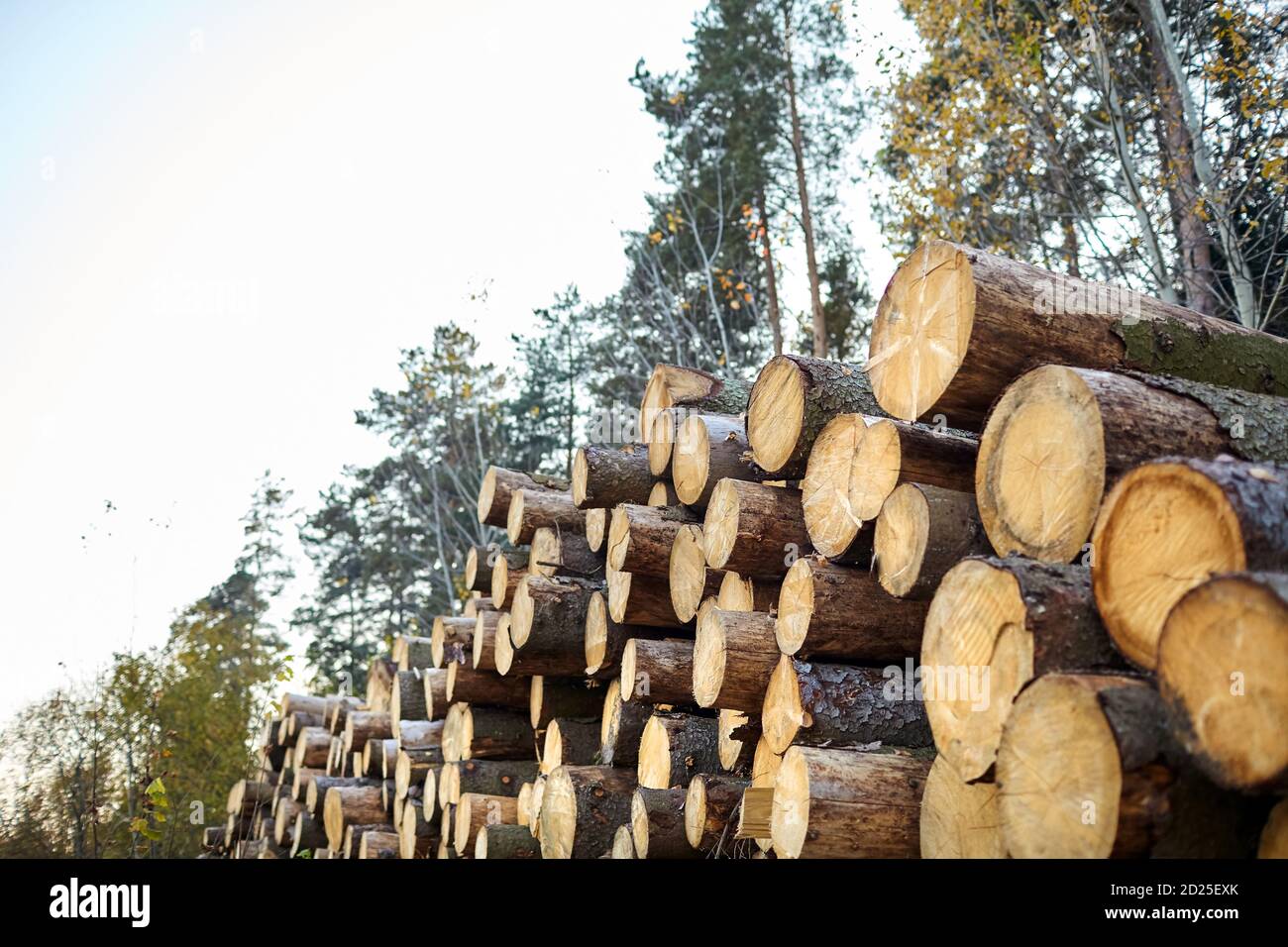 Tree felling. Deforestation. Logging сoniferous trees. Forest ...
