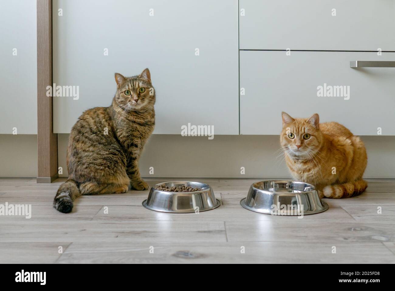 Two beautiful cats in the kitchen near bowls of dry cat food. Cats look ...