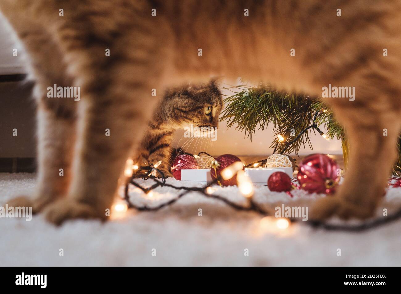 Cat on foreground and second cat between its paws. Cat near the ...