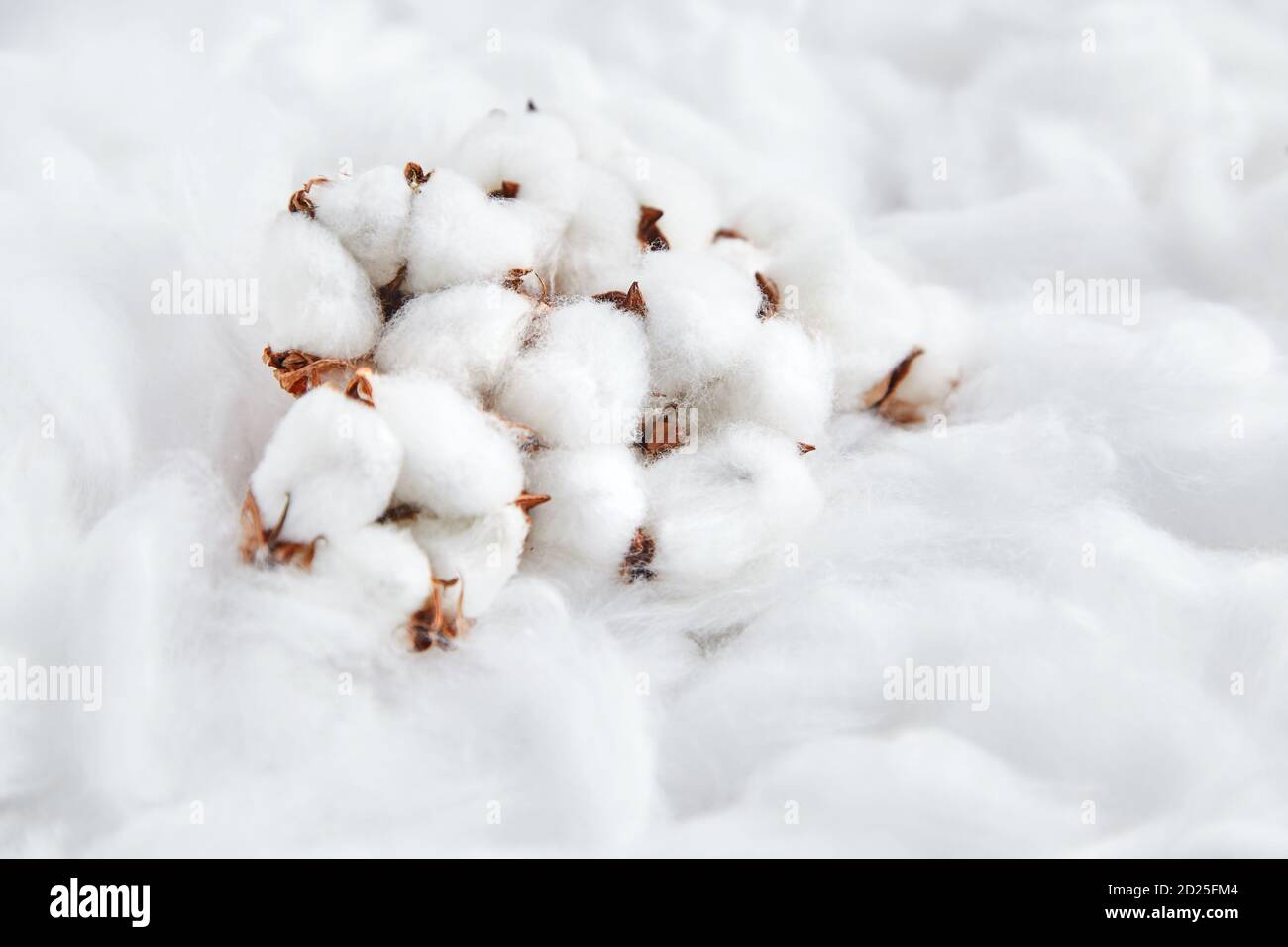 Raw cotton heap hi-res stock photography and images - Alamy