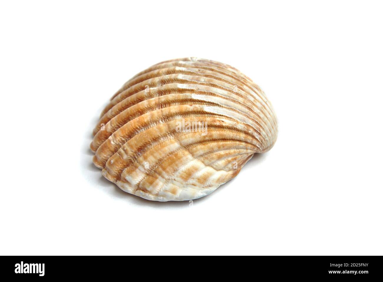 Ribbed shell isolated on white background Stock Photo - Alamy