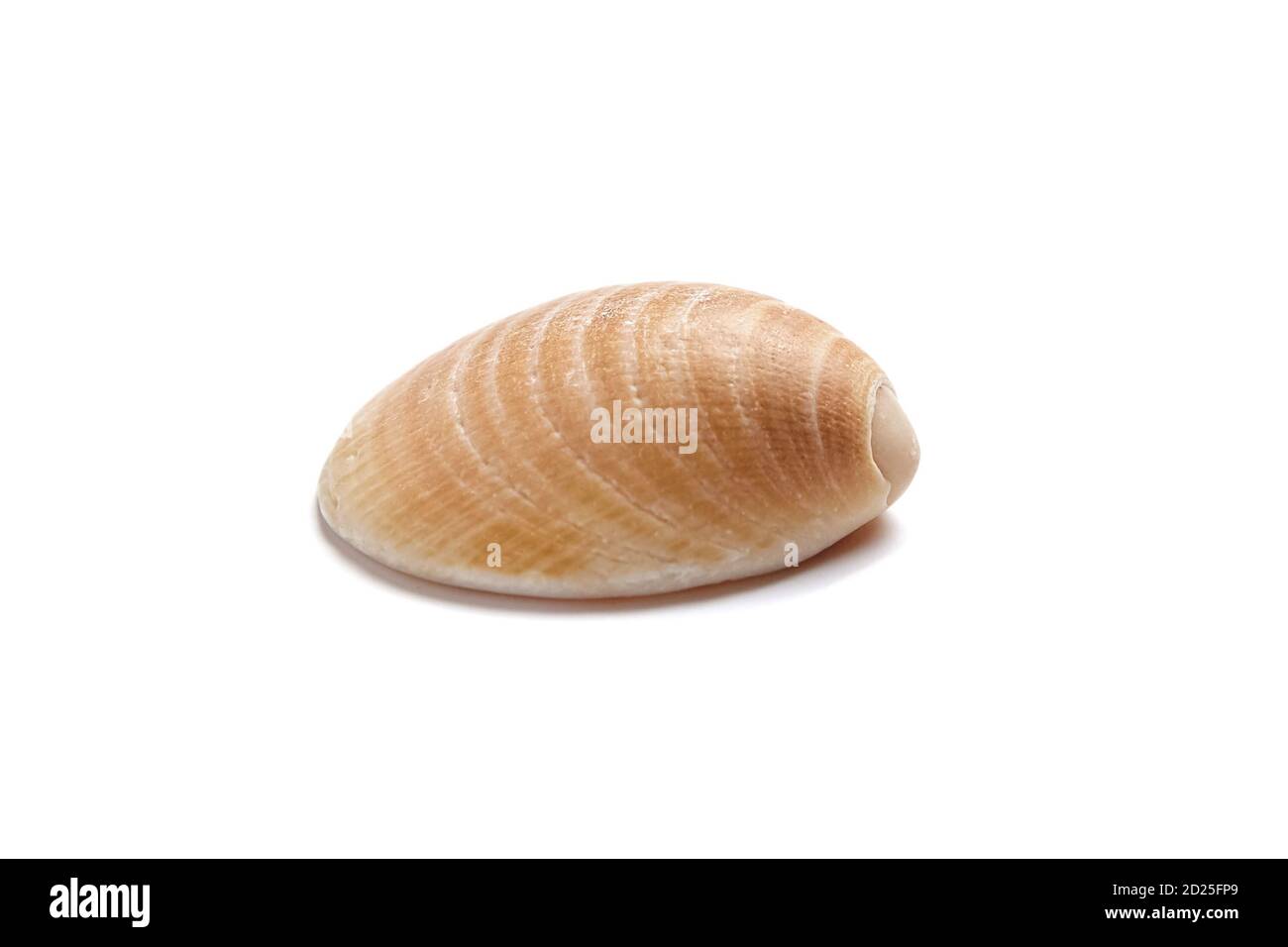 Smooth shell isolated on white background Stock Photo - Alamy