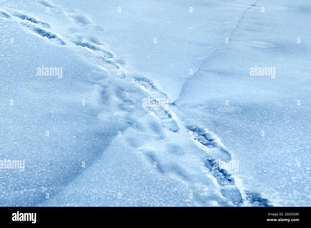Traces of a human on cracked ice. Foot prints on a frozen lake. Winter ...