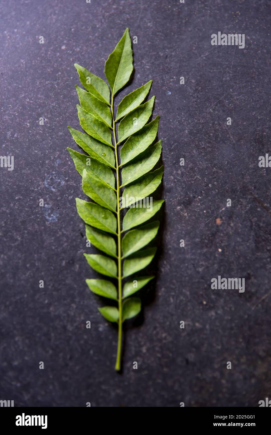Strand of leaves hi-res stock photography and images - Alamy